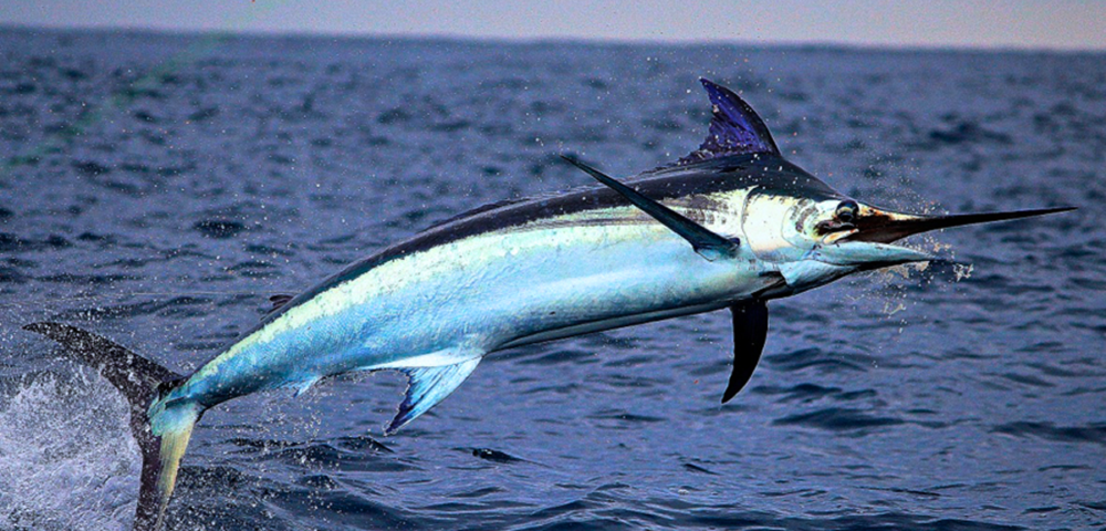 7 Swordfish Facts That We Swear Are True