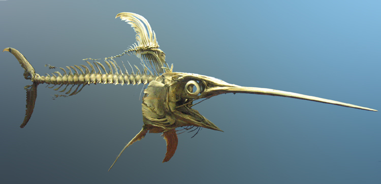 7 Swordfish Facts That We Swear Are True