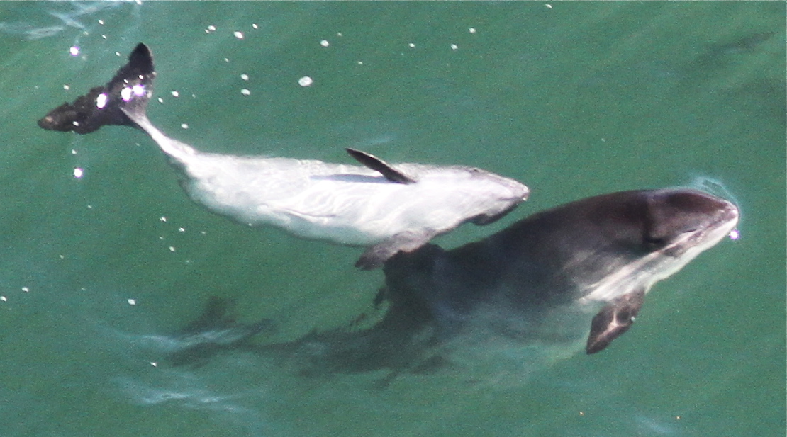 San Fran's Scientists Are Still Searching For Mini-Moby