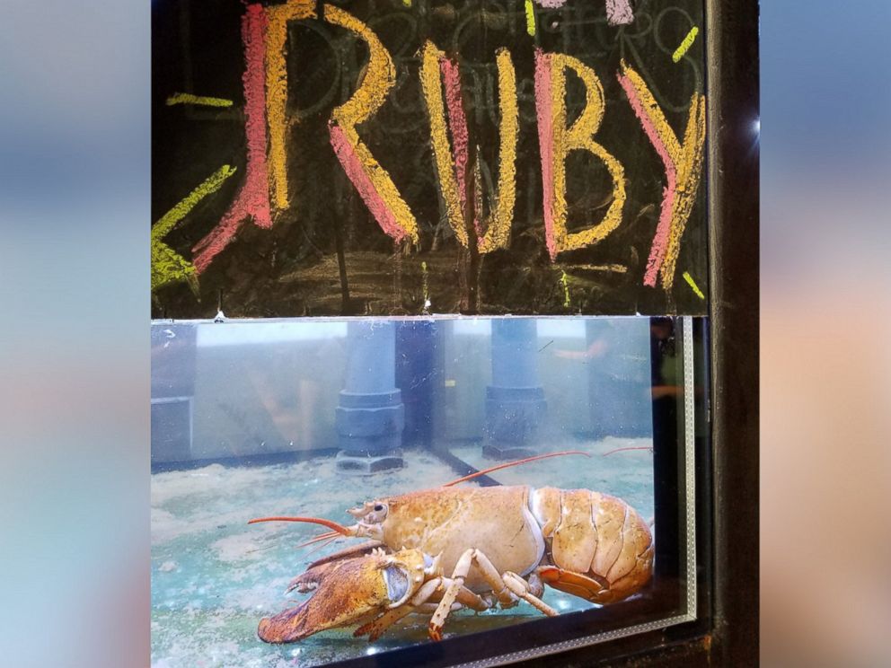 Ruby the Lobster Goes Above and Beyond One in a Million Odds