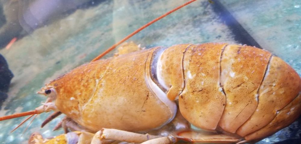 Ruby the Lobster Goes Above and Beyond One in a Million Odds