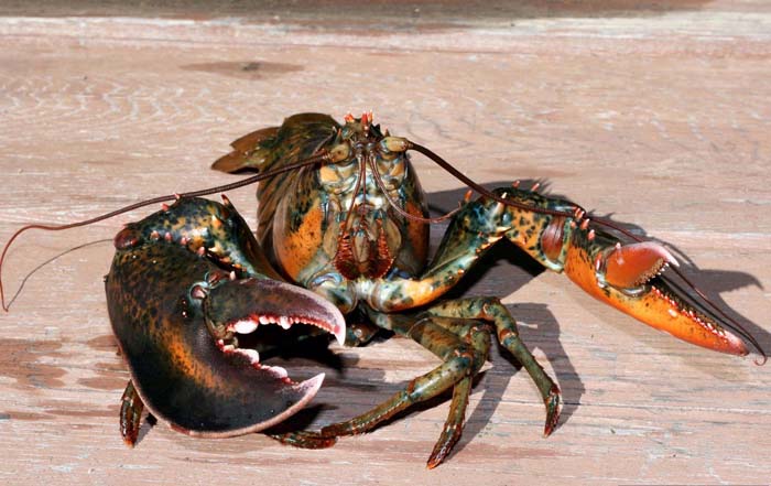 7 Facts About Lobsters That Will Make You Say "What The Shell"