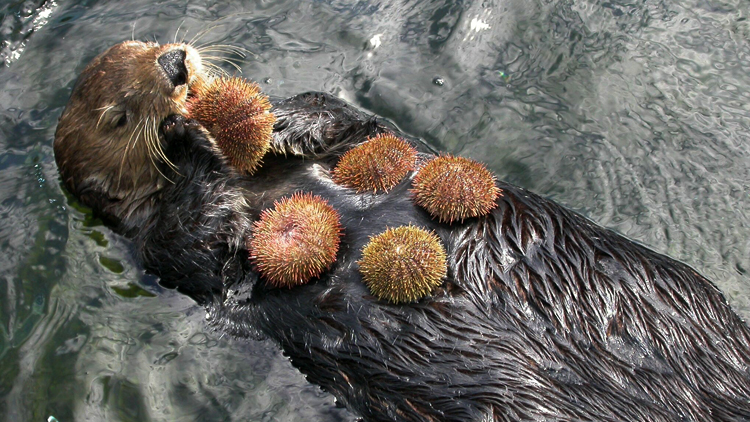 4 Things You Oughta Know About Southern Sea Otters