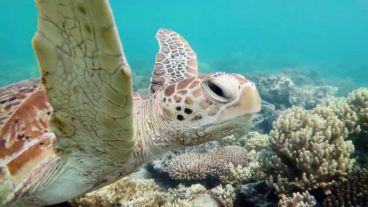 6 Sea Turtles That Are Totally Crushing It, Dude