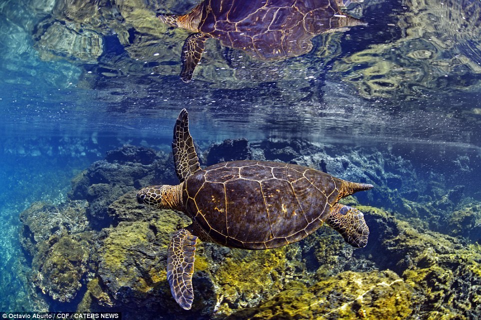 marine photography Archives - Awesome Ocean