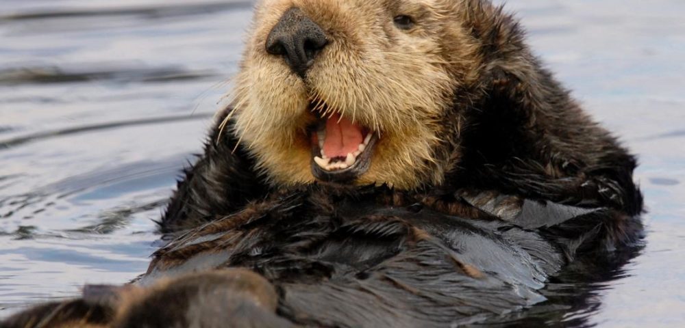 4 Things You Oughta Know About Southern Sea Otters