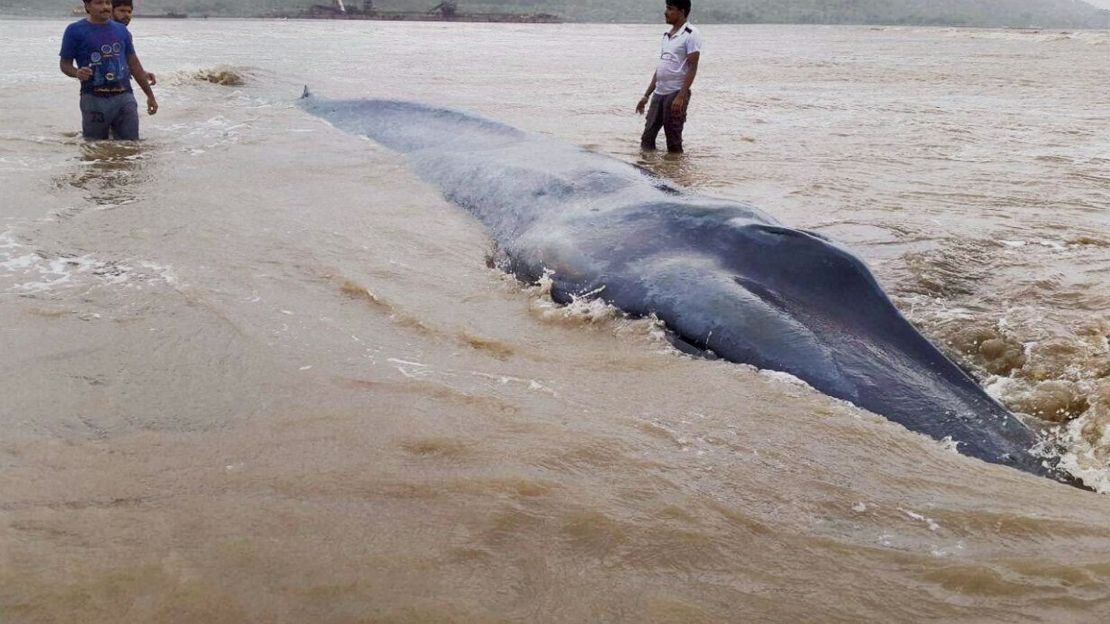 The Largest Beached Animal In Recorded History Is Rescued