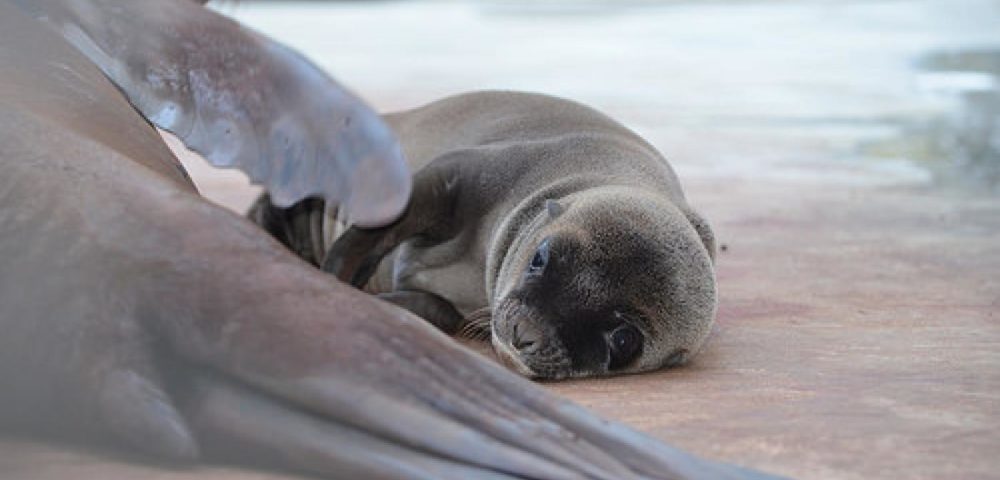 Meet Catalina: The Cutest Addition To The National Zoo Ever