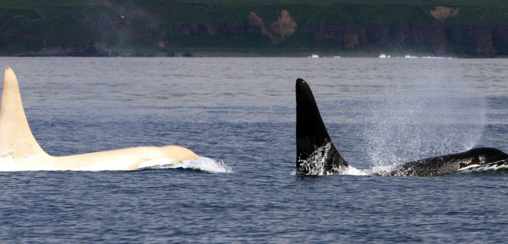Ultra Rare Orcas Spotted In Russian Waters