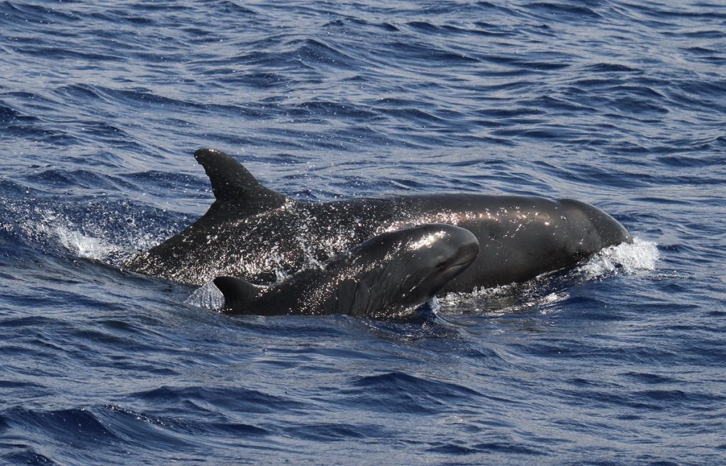 Diver Films "National Geographic Moment" of False Killer Whales