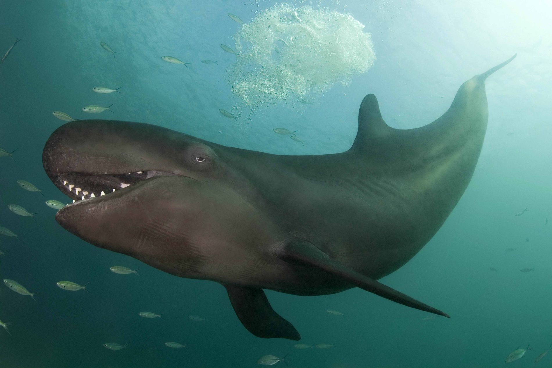 Diver Films "National Geographic Moment" of False Killer Whales