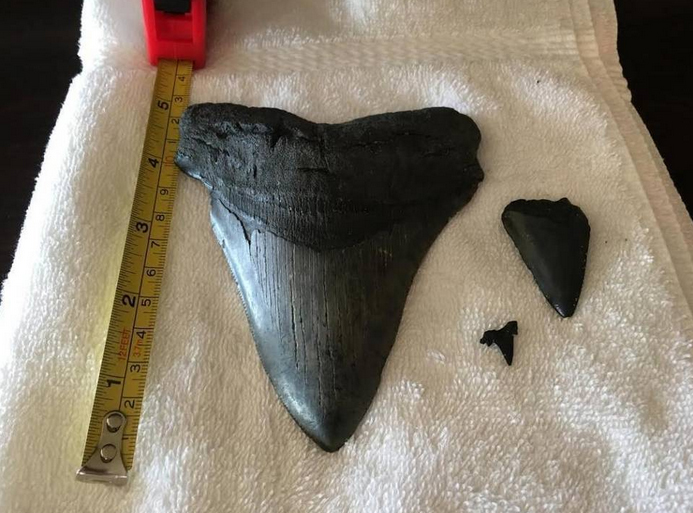 Hurricane Matthew Reveals One Massive Megalodon Tooth