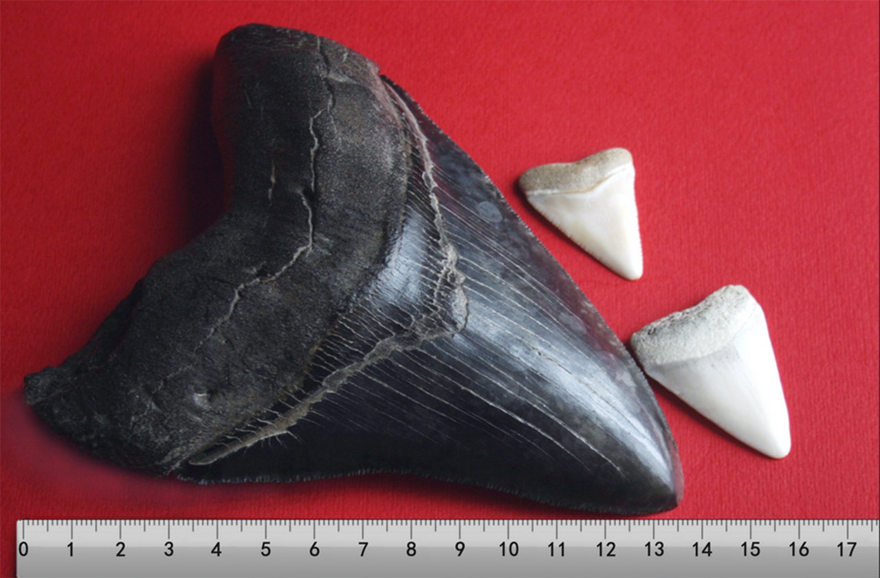 Hurricane Matthew Reveals One Massive Megalodon Tooth