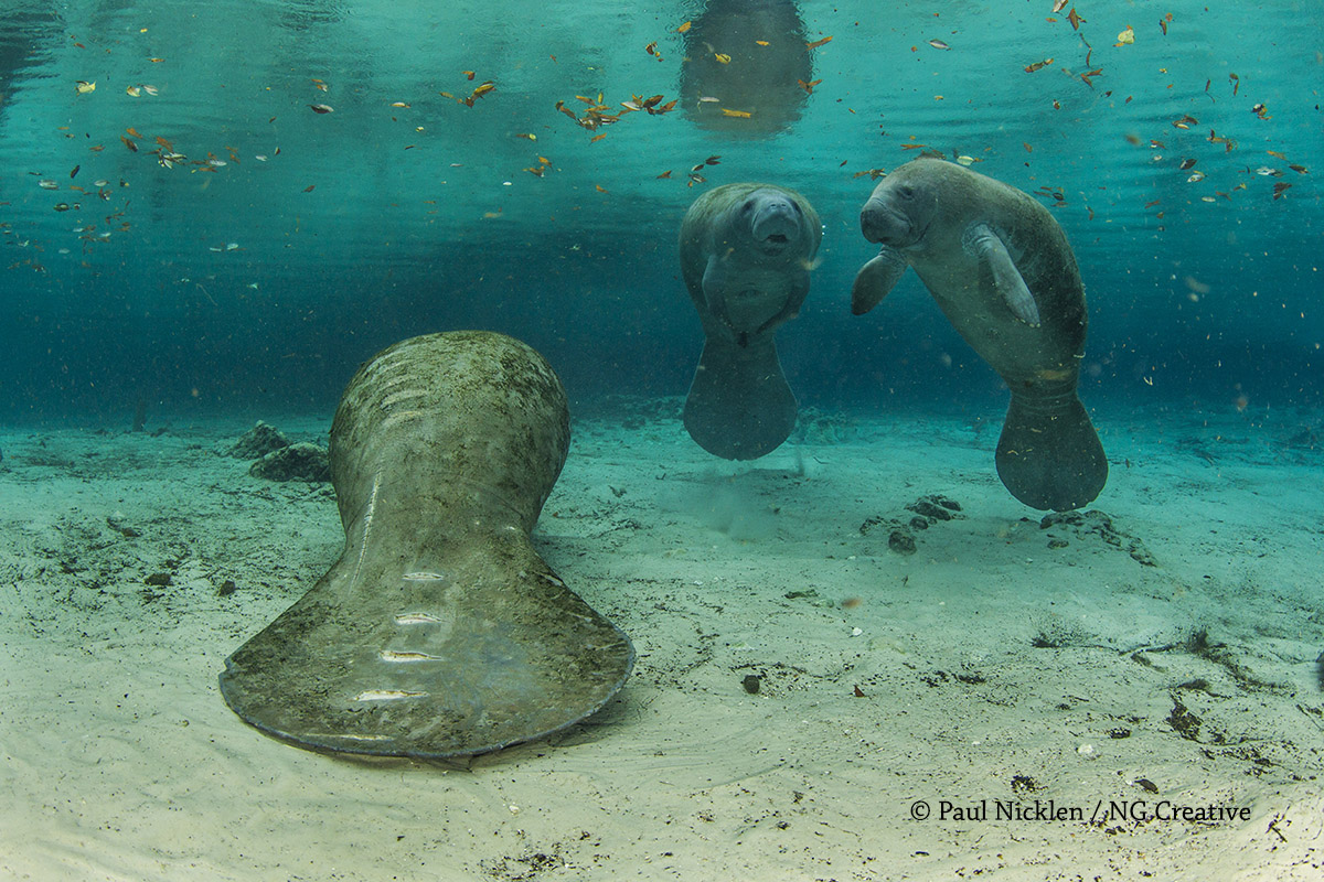 Pocket The Manatee Returns To Florida's Manatee Pocket