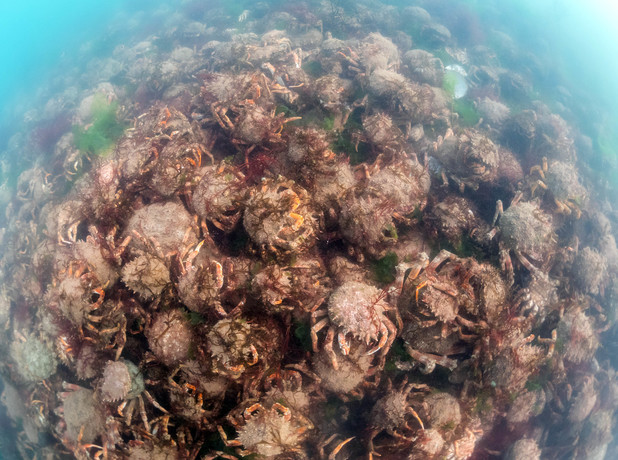 Check Out This Creepy Crawly Crustacean Invasion