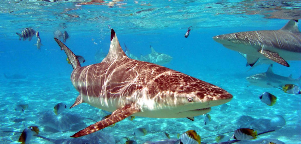 5 Most Fascinating Sharks On The Planet