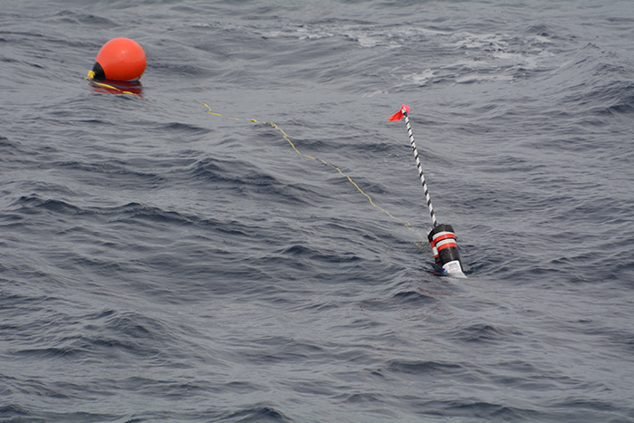 You Won't Believe These Beaked Whales