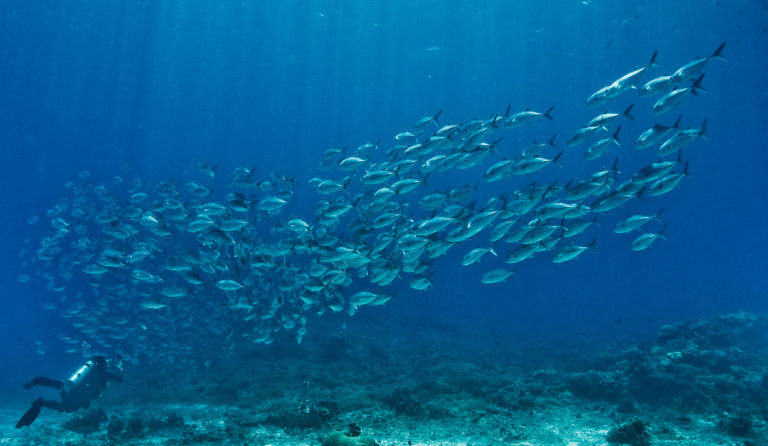 5 of the Best Must-Watch Ocean Documentaries on Netflix