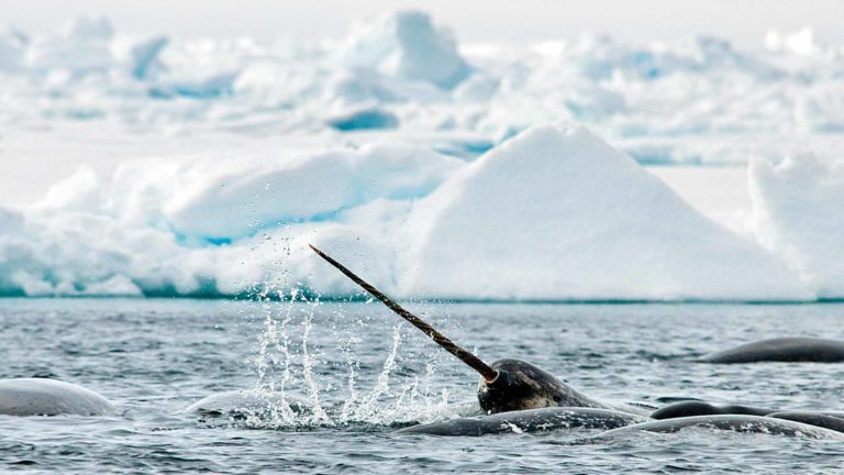 9 Totally Gnarly Fun Facts About Narwhals