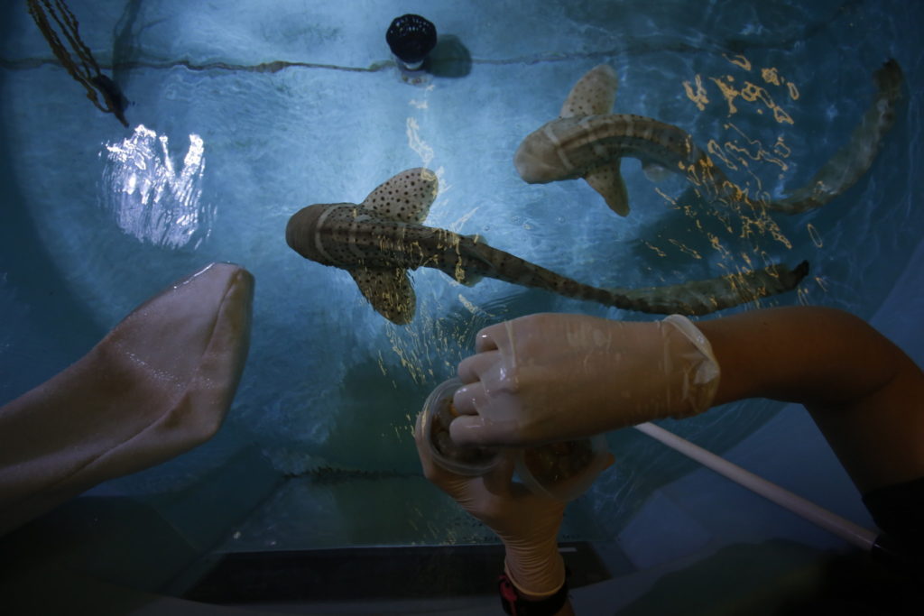 shark conservation Archives - Awesome Ocean