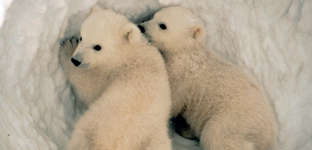 Anana The Polar Bear Is Truly Twinning This Week