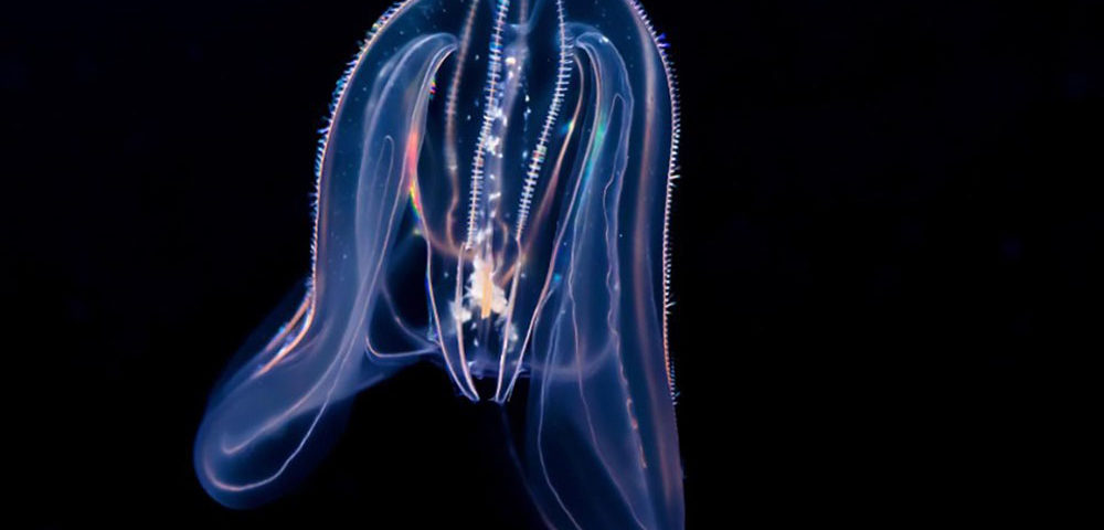 Oldest Zoo Has The Youngest Sea... Walnuts?