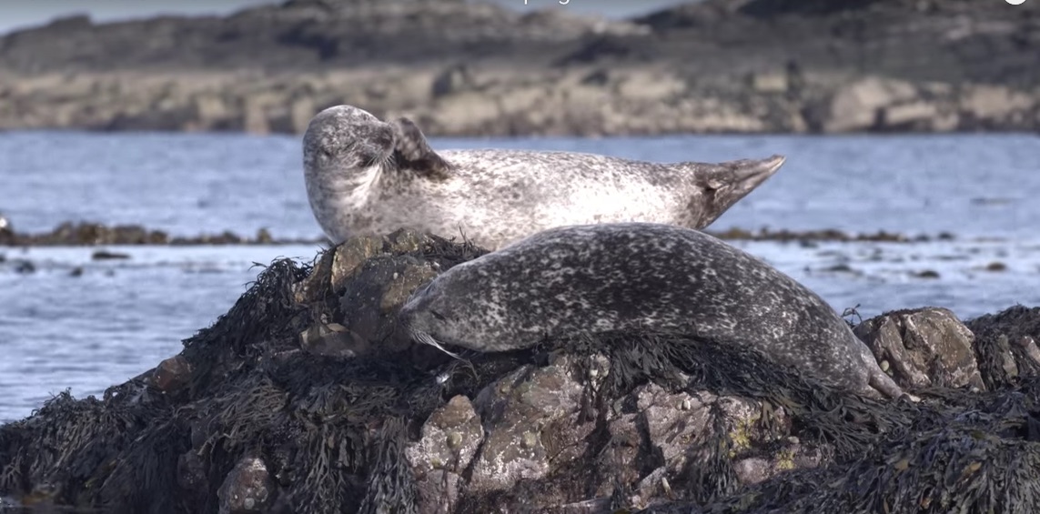 Tracking Harbor Seals In Scotland… With Smartphones?