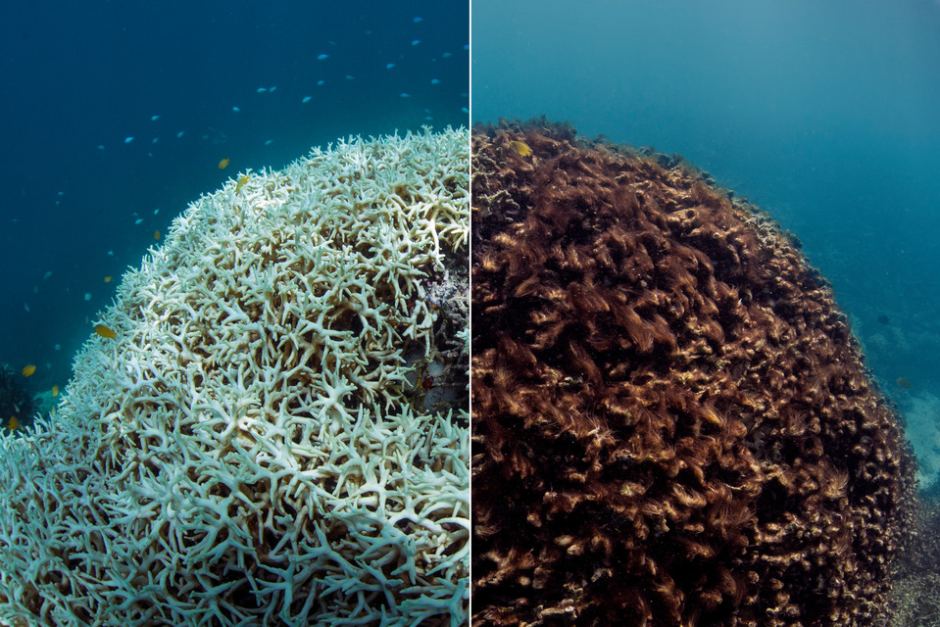 Is The Great Barrier Reef Really Gone For Good?