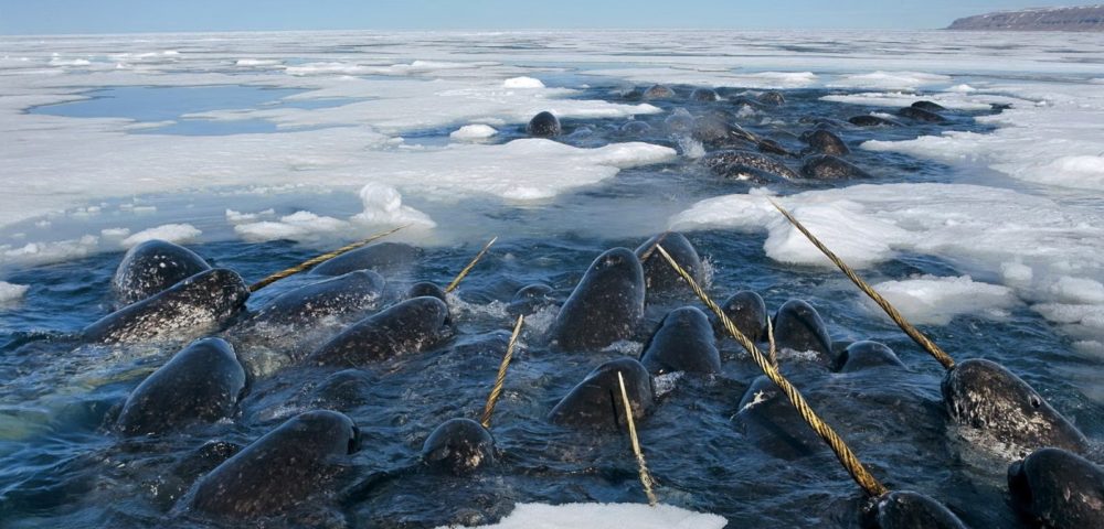Mystical Narwhals Use Supernatural Sense Of Sound To “See”