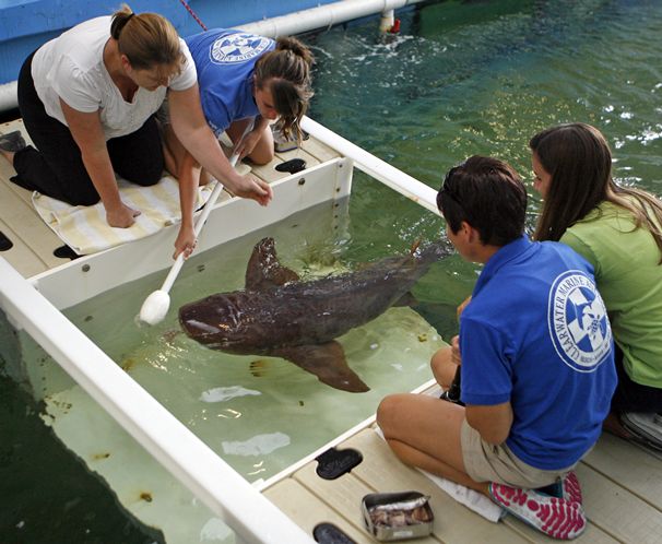 We Know Why Sharks Don't Eat Their Roommates