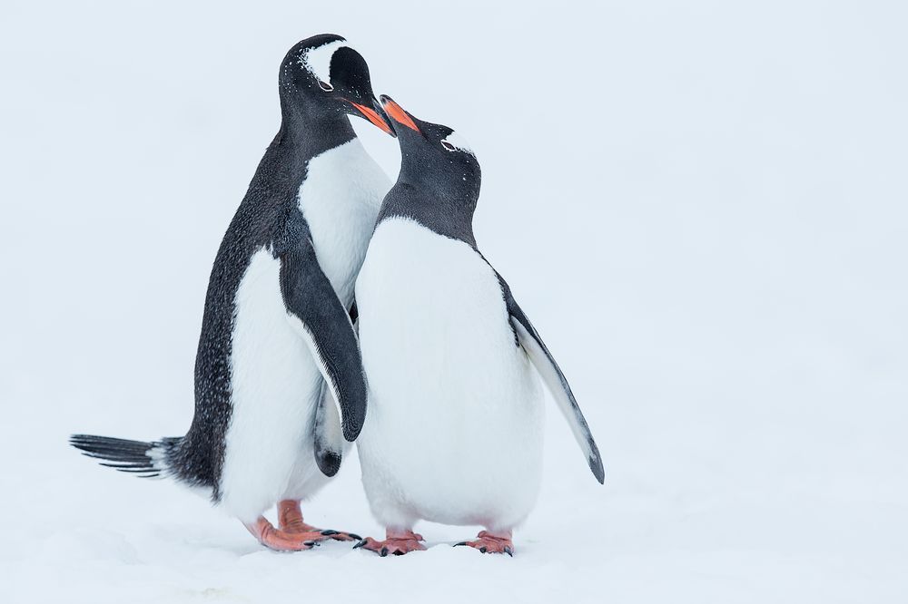 Relationship Advice: Penguin Edition