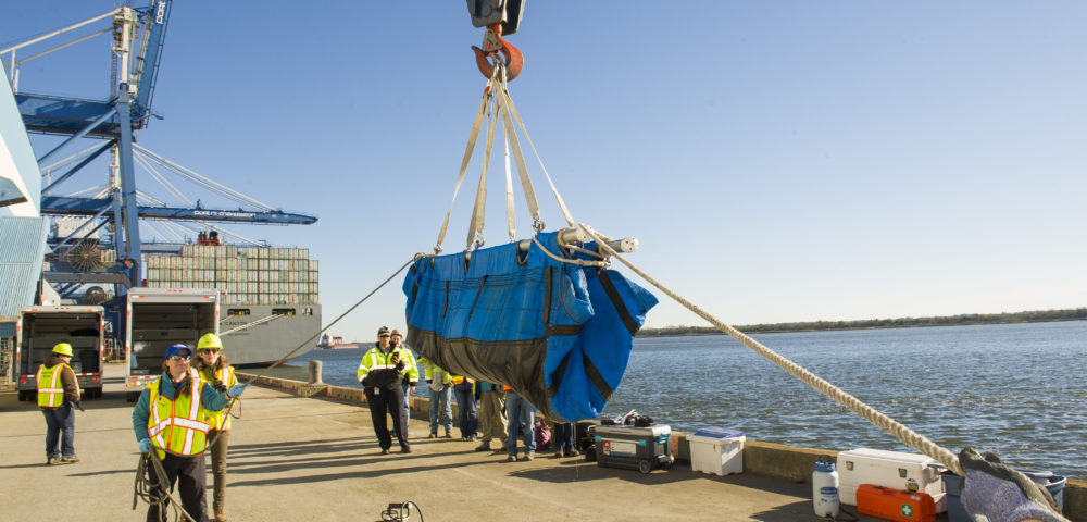 SeaWorld On A Sea Cow Rescue Roll In Charleston, SC