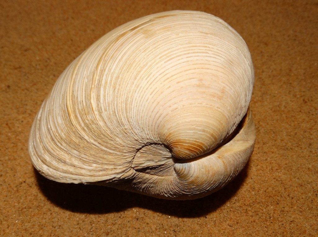 What Stories Can Clams Tell Scientists About The Last 1,000 Years?