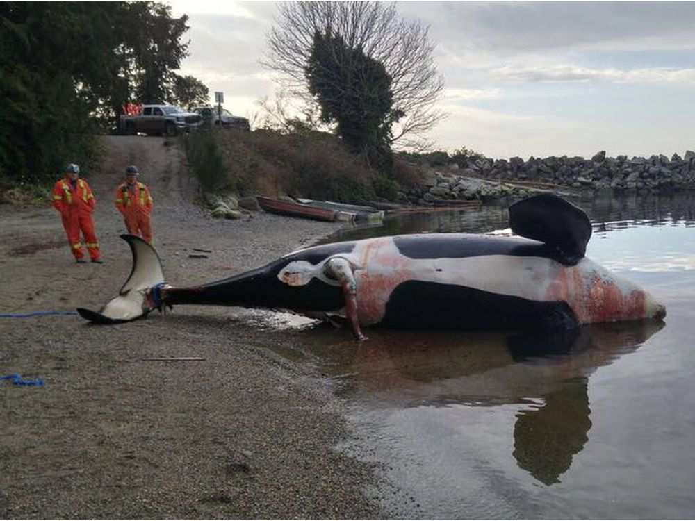 Oh No... Orca Whale's Necropsy Results Are In