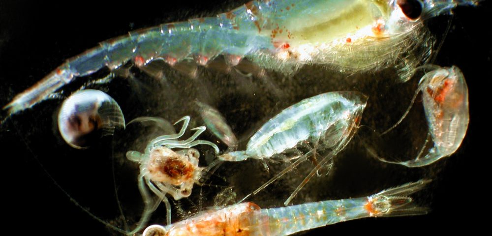 Tiny Crustaceans Serve As Sea Bees When Pollinating Seagrass