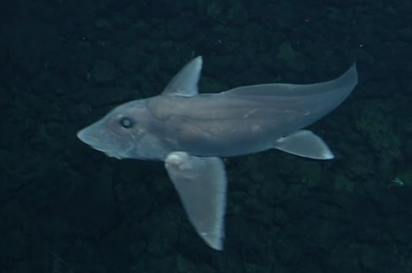 Deep-Sea Ghost Shark Filmed For The First Time Ever!