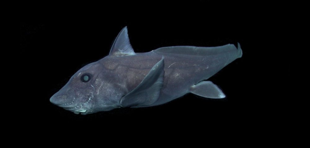 Deep-Sea Ghost Shark Filmed For The First Time Ever!