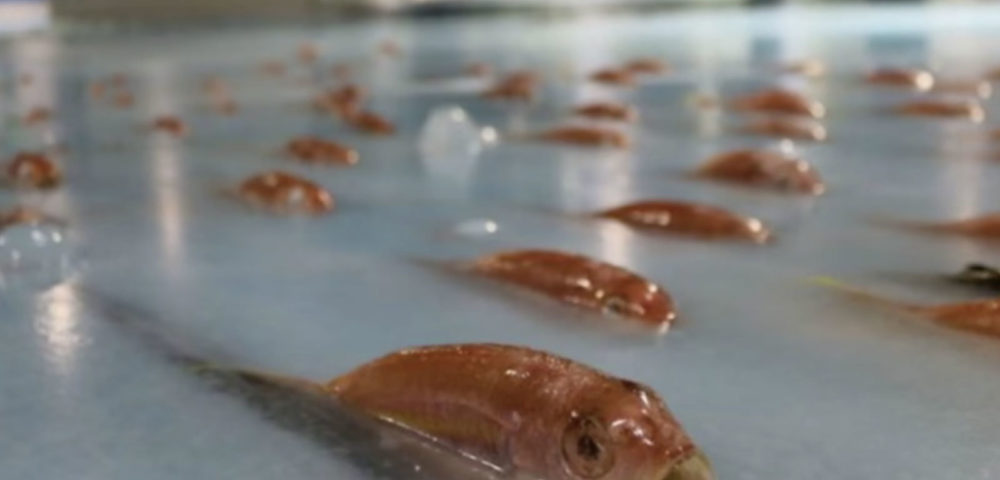 World’s First "Ice Aquarium" Is Totally The Last