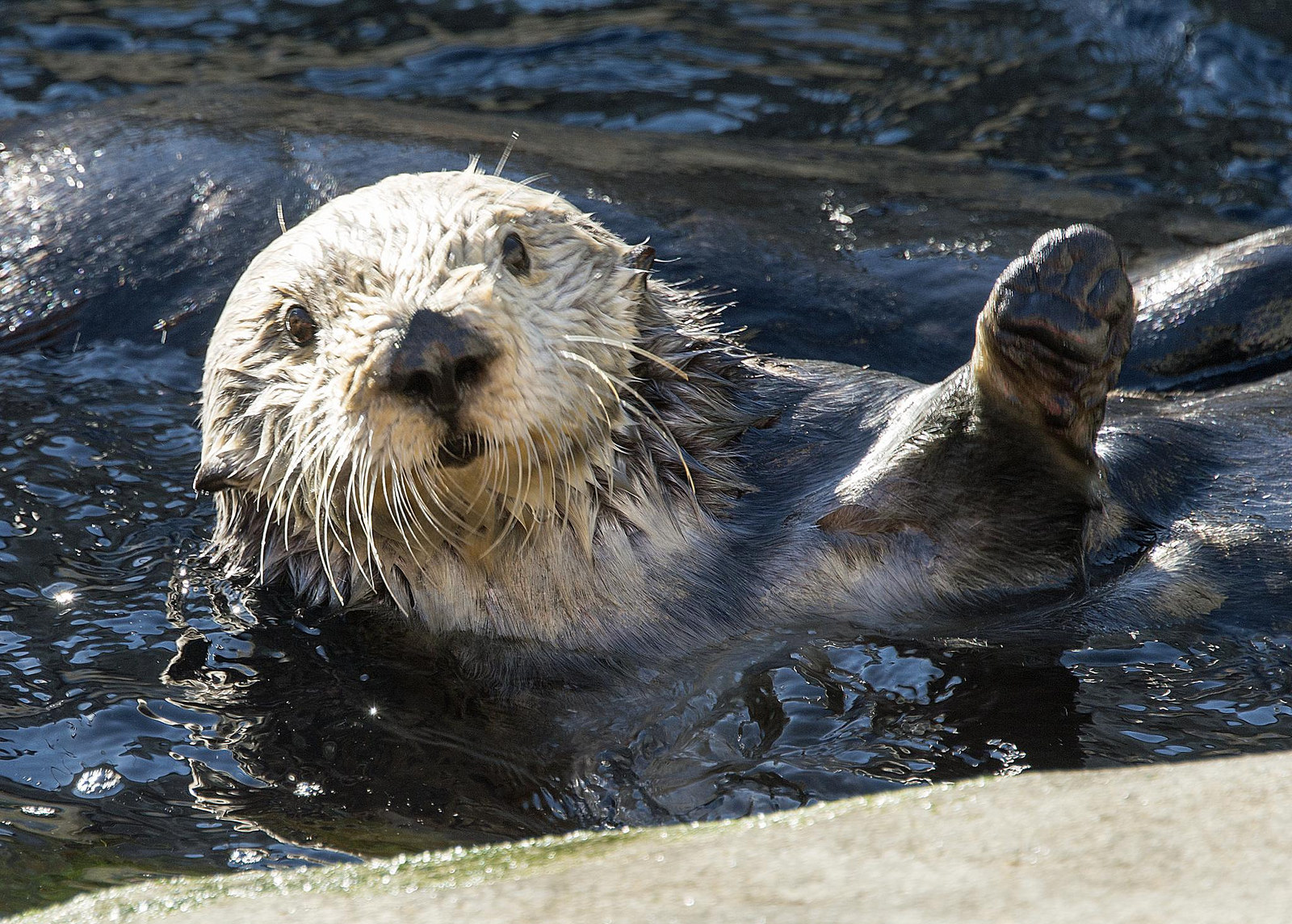 Why You Shouldn’t Say "Boo" to Zoos