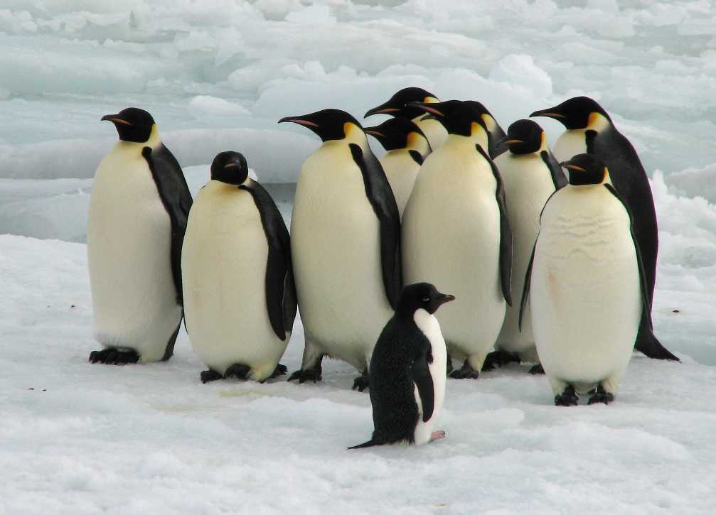 PUH-lease, You Don't Know These 7 Penguin Facts...