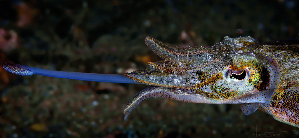 Cuttlefish Could Actually Be The Coolest Cephalopods