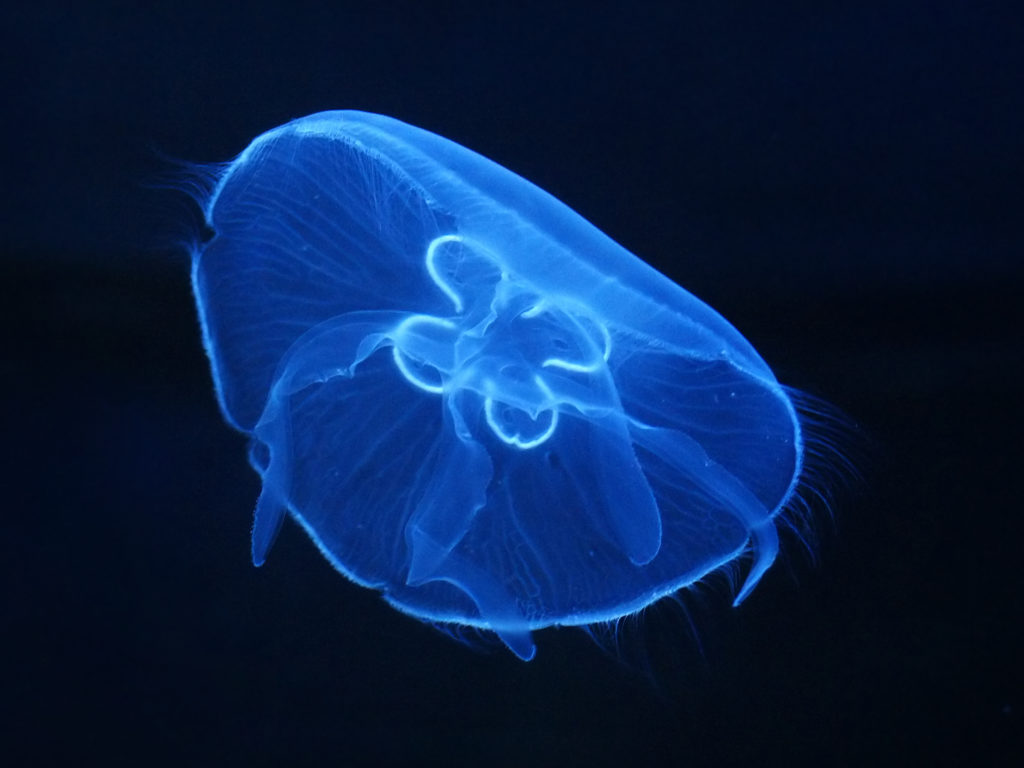 10 Totally Transparent Marine Animals