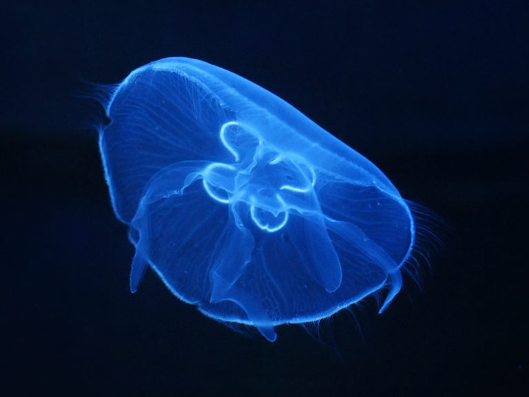 10 Totally Transparent Marine Animals