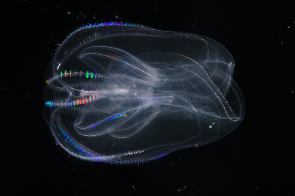 10 Totally Transparent Marine Animals