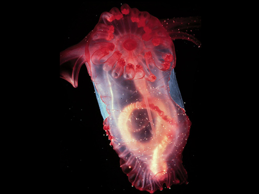 10 Totally Transparent Marine Animals