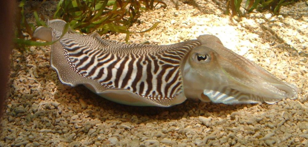 Cuttlefish Could Actually Be The Coolest Cephalopods