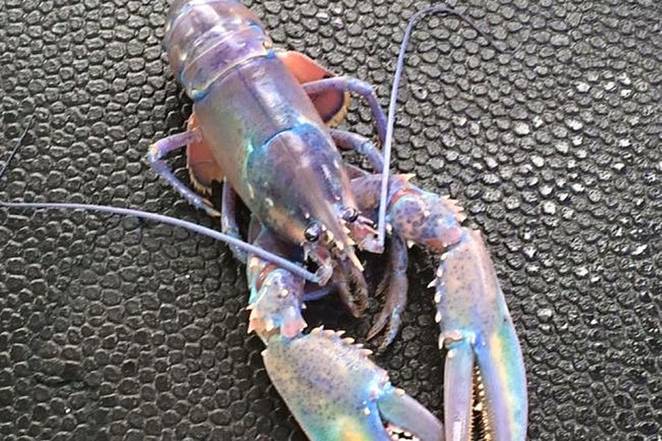 This Technicolor Dream Lobster Is The Craziest Crustacean Yet!