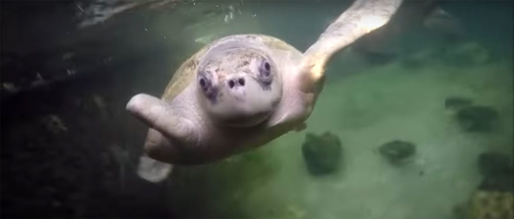 Lola The Kemp's Ridley Sea Turtle Gets A "Hand" In Recovery