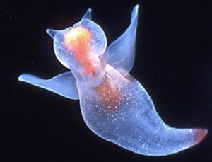 10 Totally Transparent Marine Animals