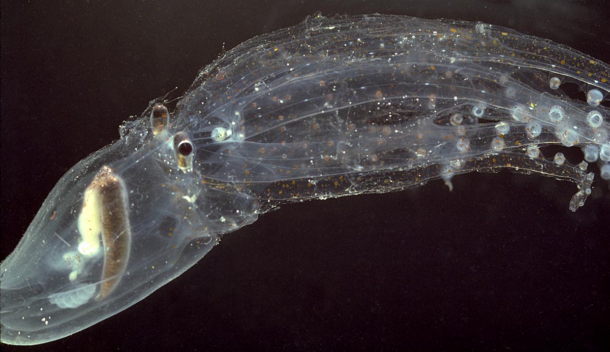 10 Totally Transparent Marine Animals